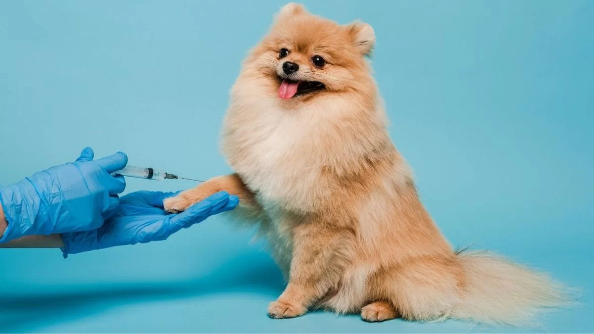 CONHEÇA AS VACINAS MAIS IMPORTANTES PARA SEU CÃO | Labovet Produtos ...