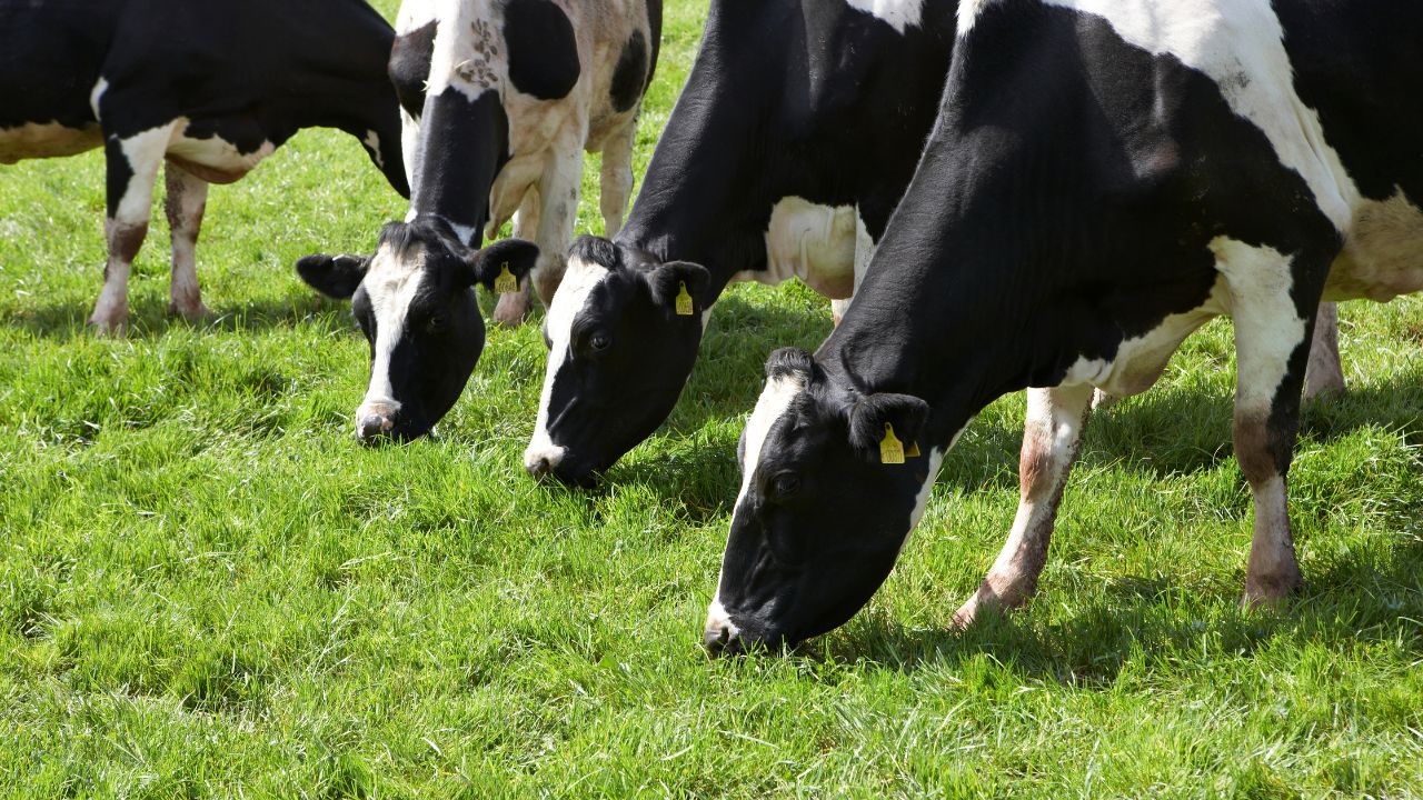 CUIDADOS COM O PASTO - 4 DICAS | Labovet Produtos Veterinários