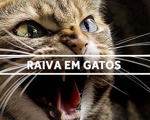 RAIVA EM GATOS: CONHEÇA OS SINTOMAS E CUIDADOS COM ESSA DOENÇA ...
