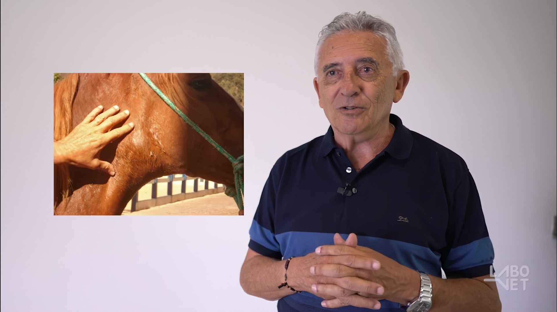 Aprenda Todo Sobre GARROTILHO (ADENITIS EQUINA) Con El Prof. Cleyton ...