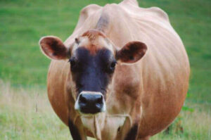 TIMPANISMO BOVINO: CAUSAS E TRATAMENTO