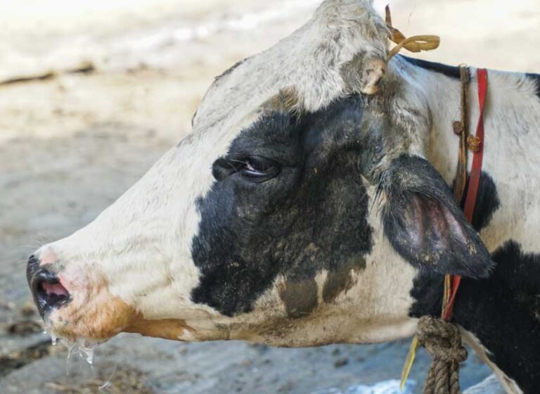 Pasteurelose Bovina Pneumonia Que Assombra O Rebanho Labovet