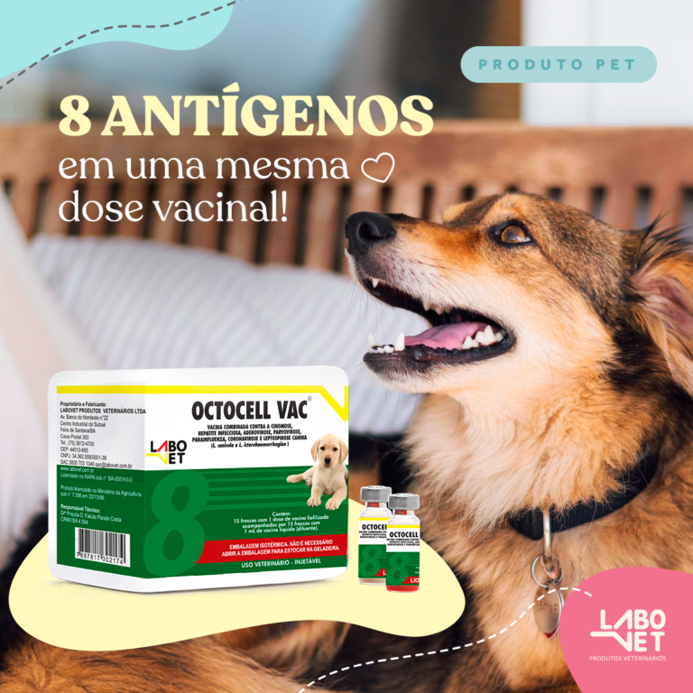 HEPATITE INFECCIOSA EM CÃES: TUDO QUE VOCÊ PRECISA SABER | Labovet ...