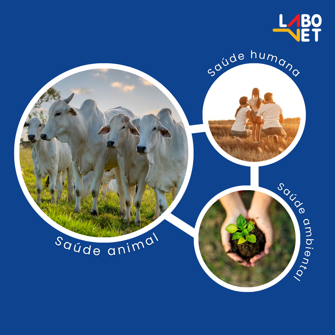SAÚDE ÚNICA: E SUA IMPORTÂNCIA PARA O BEM-ESTAR | Labovet Produtos ...