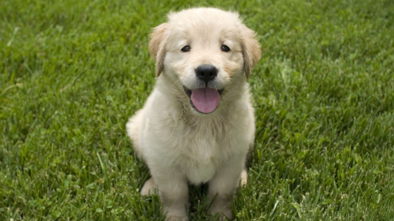 5 DICAS PARA ADAPTAR UM CÃO FILHOTE NO NOVO LAR | Labovet Productos ...