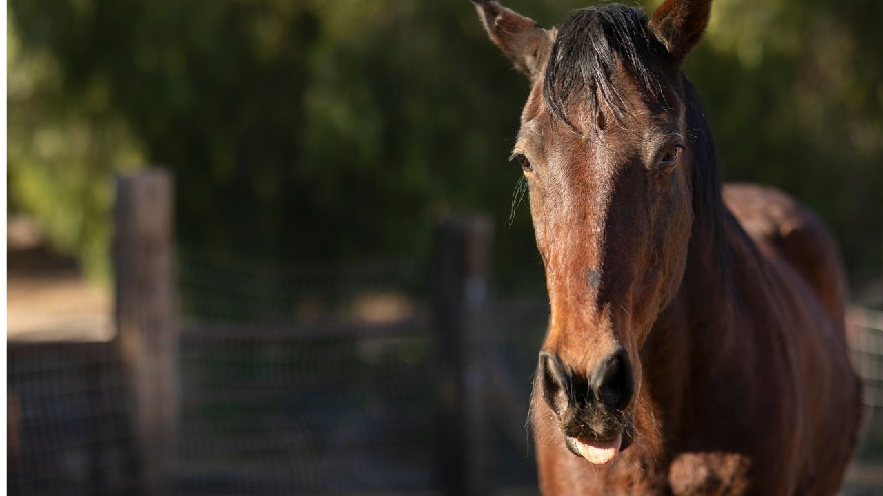 ADENITE INFECCIOSA EM EQUÍDEOS | Labovet Productos Veterinarios