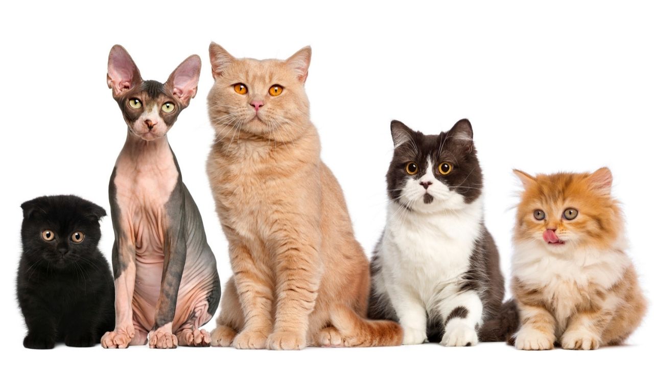 Racas De Gatos Domesticos Gigantes Toca Da Morgana, Gifs E Afins: