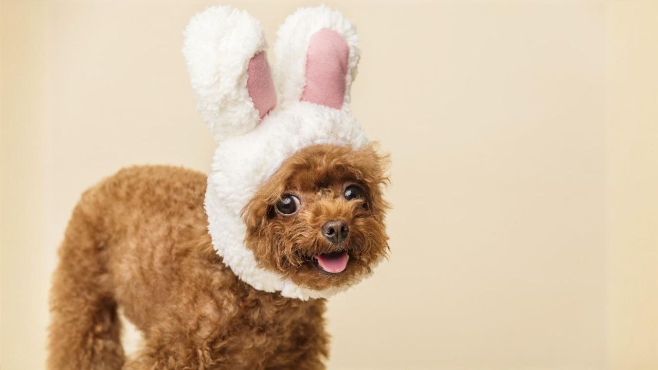 CHOCOLATE: ALERTA PARA OS PETS EM ÉPOCA DE PÁSCOA | Labovet Productos ...