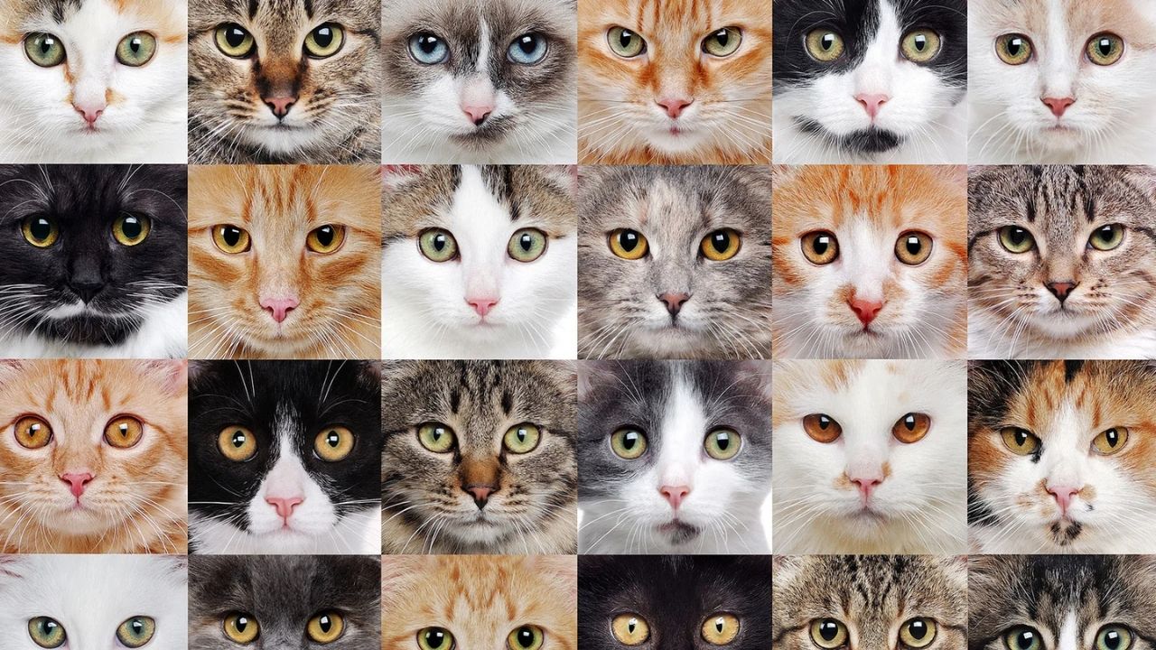 CONHEÇA E APRENDA A IDENTIFICAR AS RAÇAS DE GATOS MAIS COMUNS NO BRASIL ...