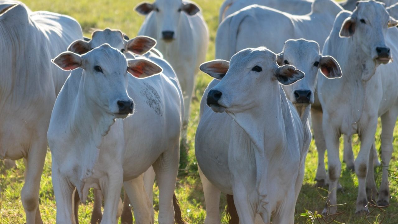 MELHORES PRÁTICAS PARA GARANTIR A SAÚDE DO REBANHO | Labovet Produtos ...