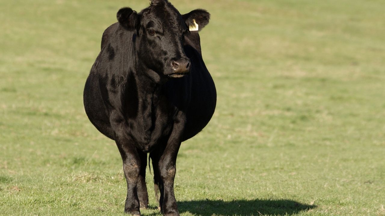 TIMPANISMO BOVINO: CAUSAS E TRATAMENTO