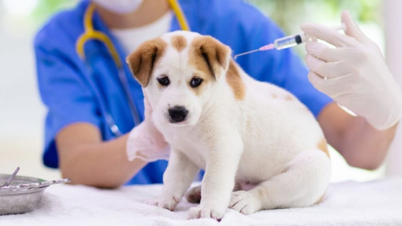 VACINA NACIONAL É BOA PARA IMUNIZAR CÃES?